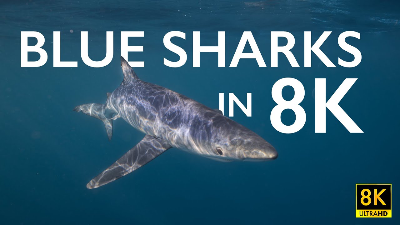 Blue Sharks in stunning 8K | First Ever High-Resolution Footage Filmed ...