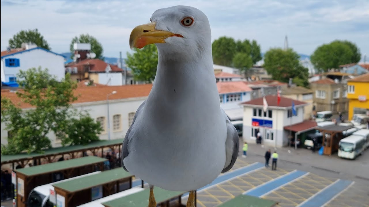 Martı Jonathan| Seagull Walking Tour Turkey Istanbul |May 2023 |Prince ...