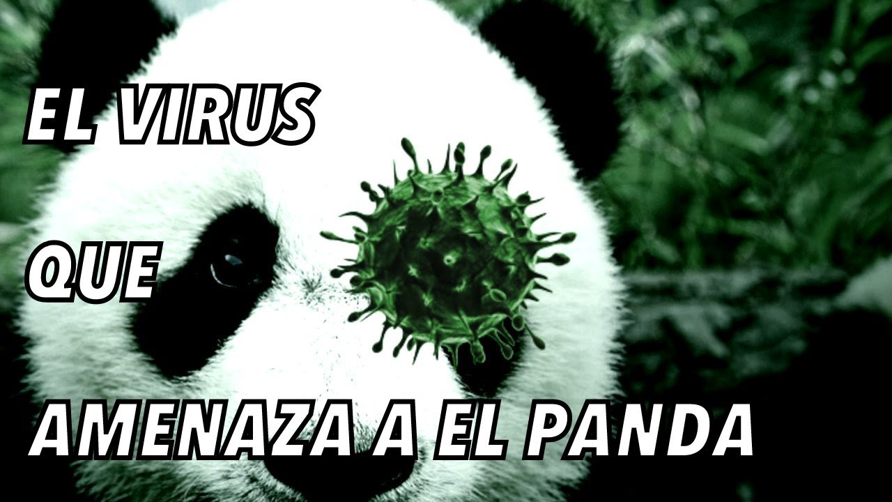 El Virus que Amenaza a el Panda - YouTube
