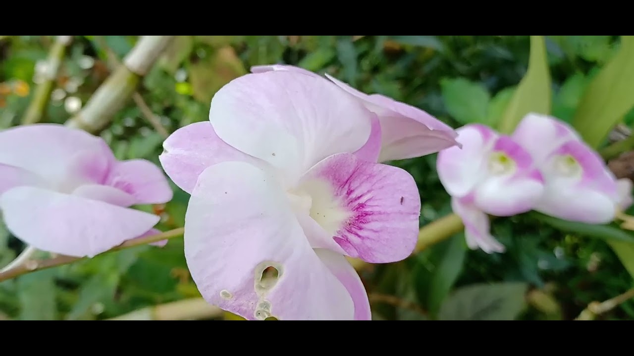 Bulaklak nang aking mga halaman - YouTube
