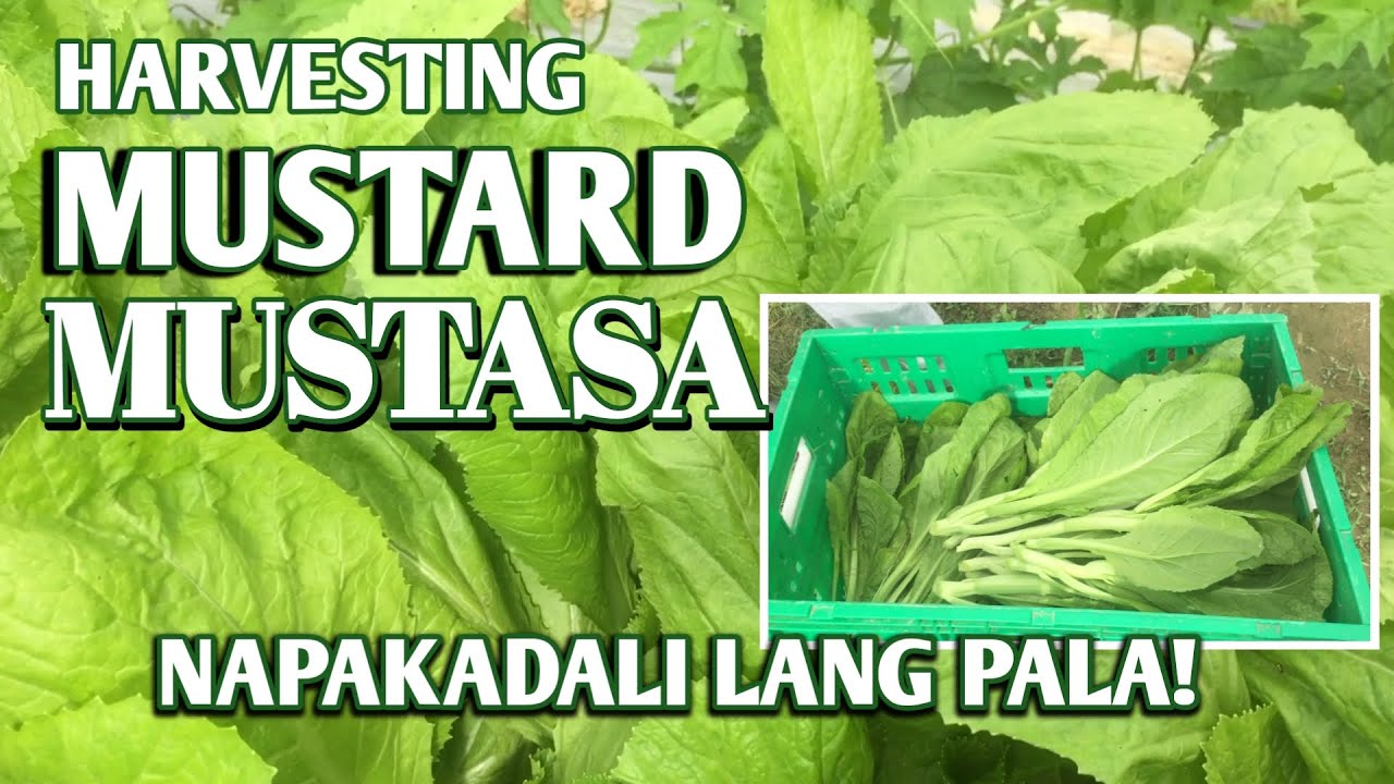 HARVESTING MUSTARD/MUSTASA - YouTube