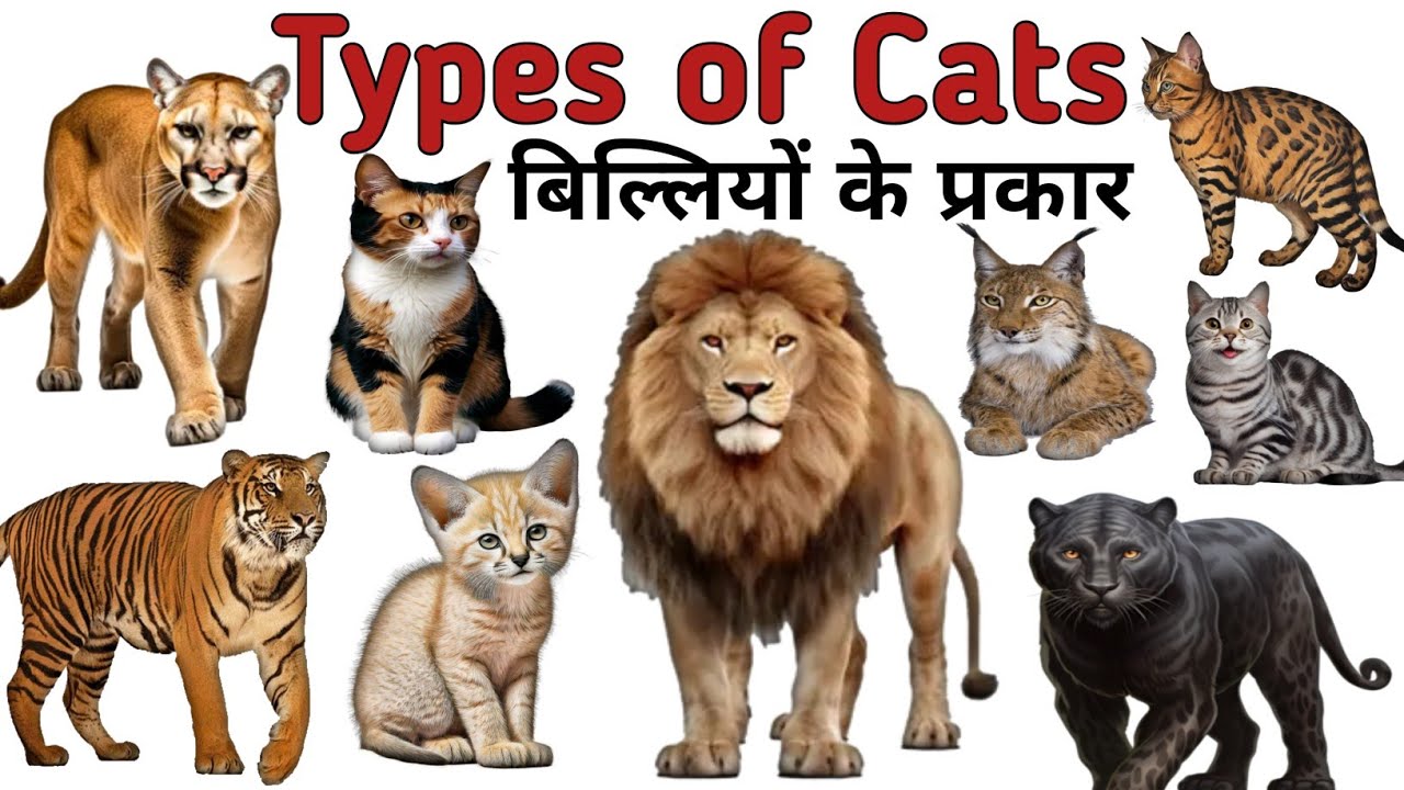 Animals Name l Type of cats with Pictures l बिल्लियों की प्रजातियों के ...