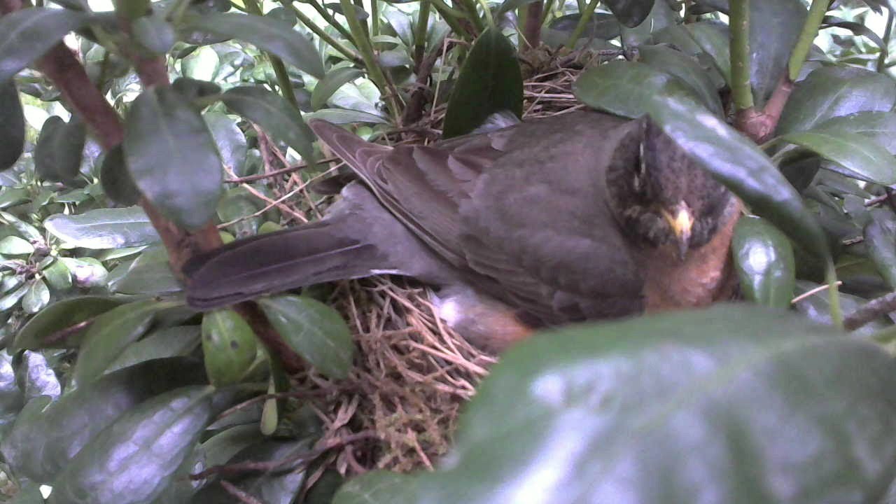 Momma robin with two toddlers - Day 22 - YouTube