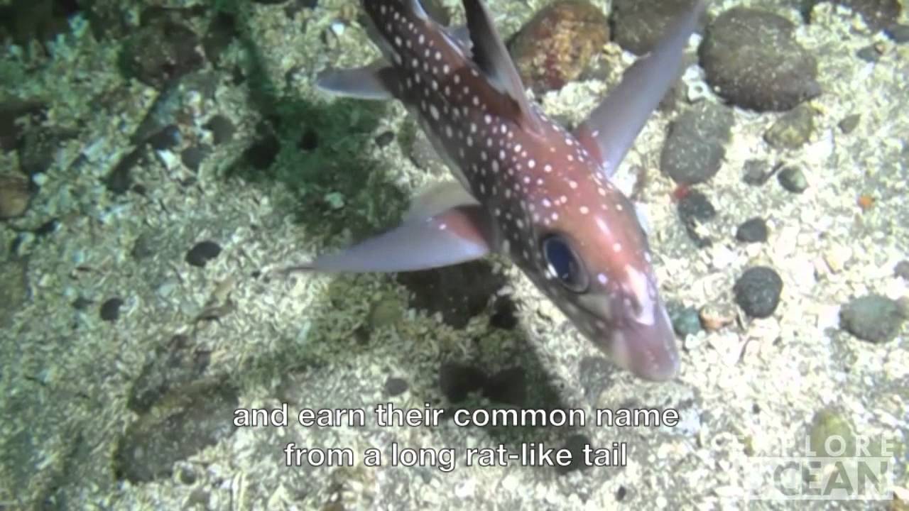 The Chimaera - YouTube