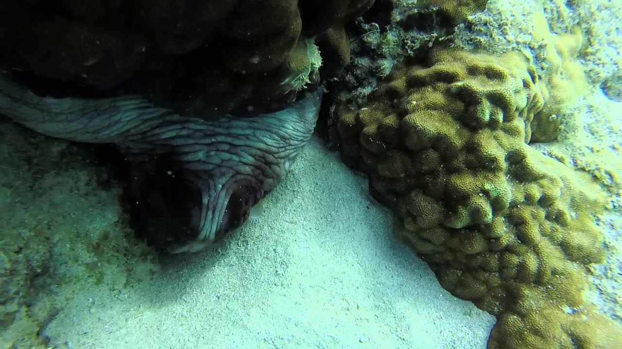 GabGab Guam Green Eel and Octopus - YouTube