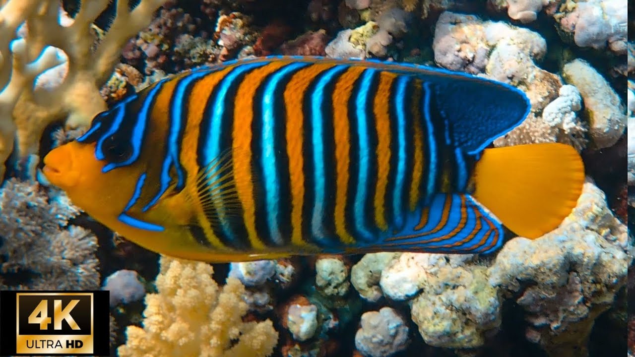 Aquarium 4K video (Ultra HD ) Beutiful fish sea animals - YouTube