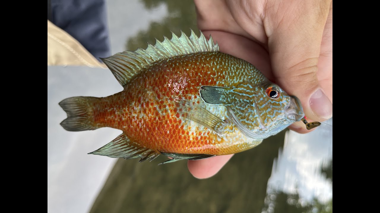 Catching TINY fish at a HISTORIC Texas Landmark - YouTube