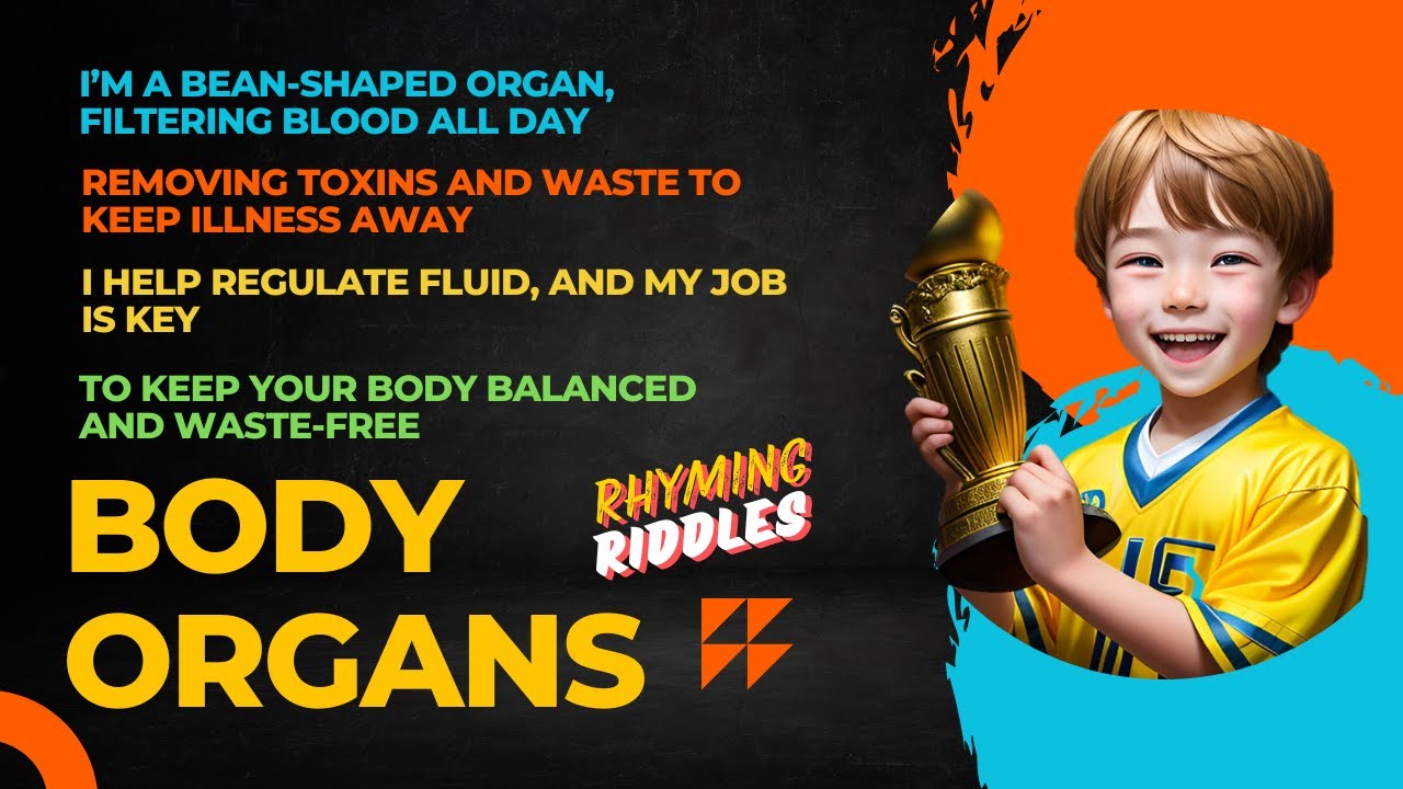 Rhyming riddles on Body organs, heart, liver, digestive system, kidneys ...