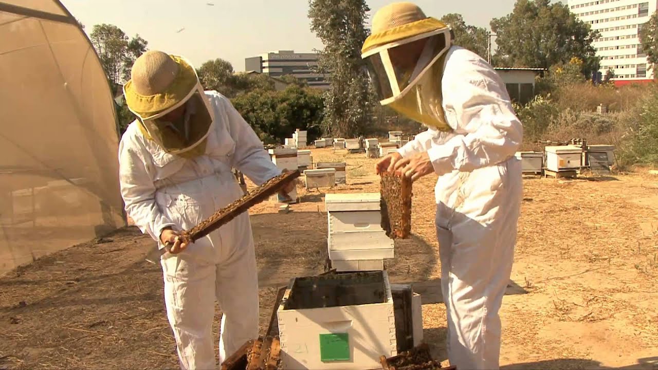 Expert on the Spot: The latest Buzz on Bees, Hebrew University Research ...