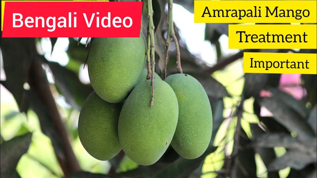 Amrapali Mango in Tripura/ Bengali casual Vlog/ 1st part in bengali ...