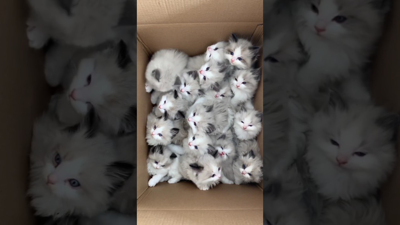 WoW! Cat kittens cute 😘🥰 #cat #shorts - YouTube