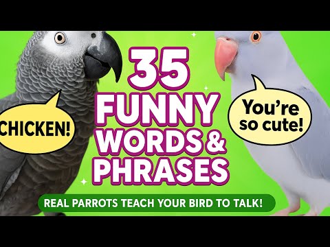 35 Funny Common Parrot Words & Phrases | African Grey & Ringneck Talking Compilation Tutorial 