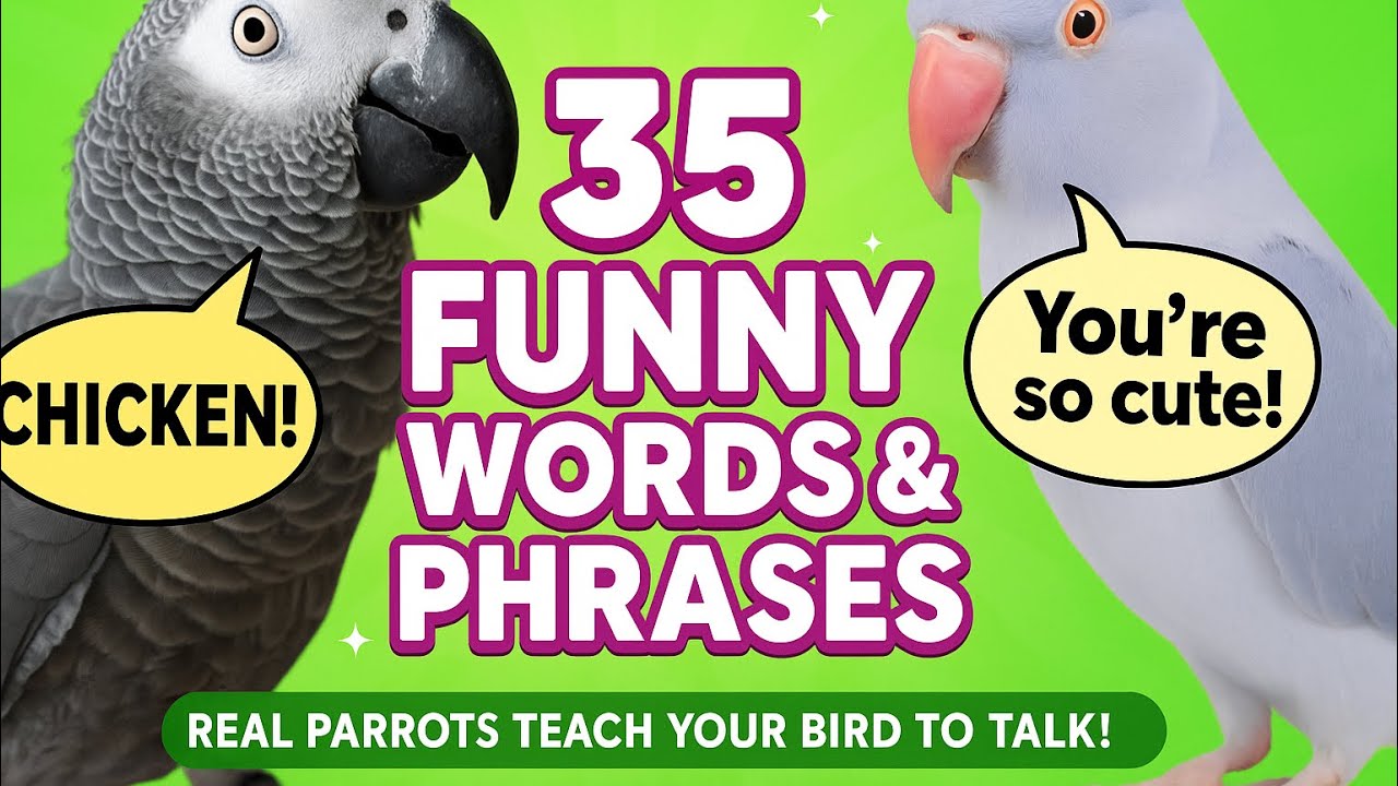 35 Funny Parrot Words & Phrases in 4K 🎉 | African Grey & Ringneck ...