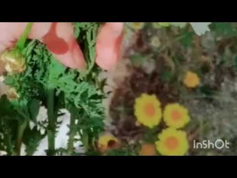 super mahni🌼sari ciceyim🌼