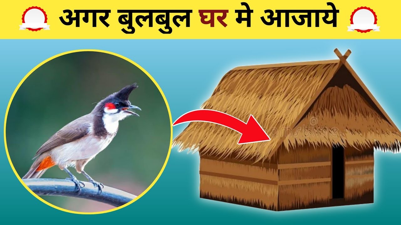 बुलबुल पक्षी घर मे आना ⚡bulbul pakshi ghar me aana⚡bulbul in home ...