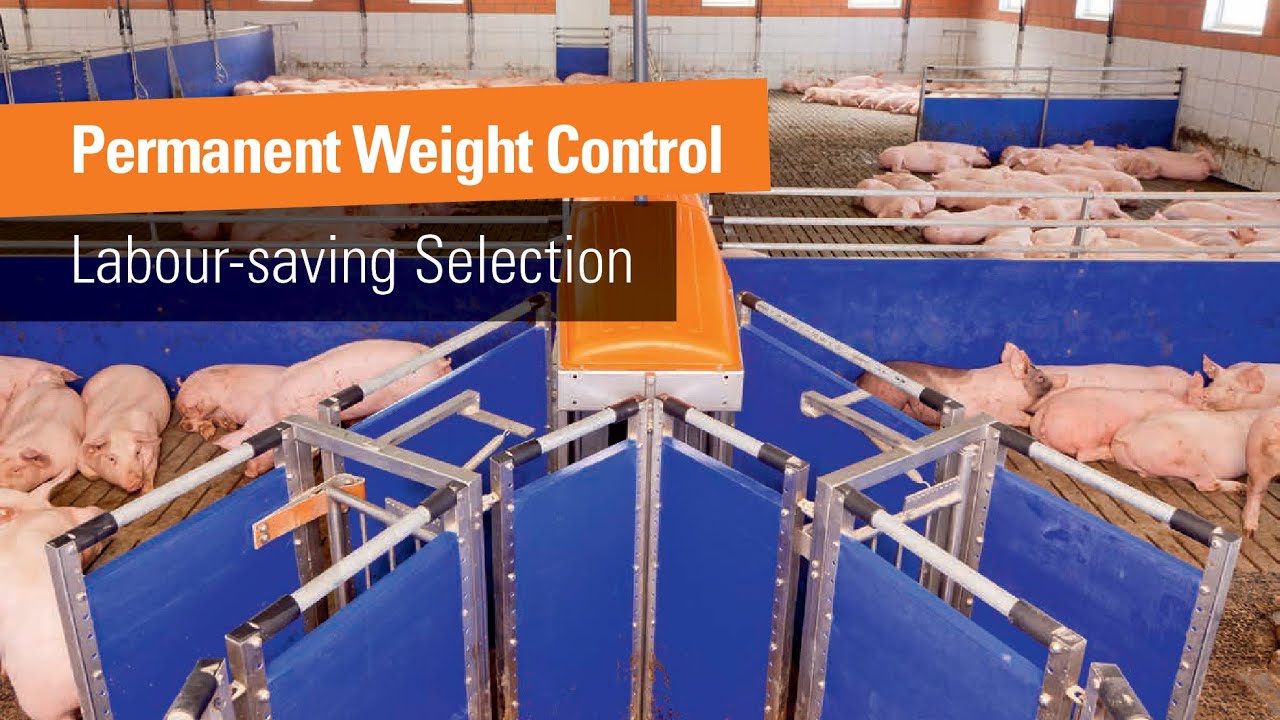 Automatic pig sorting scale | TriSortpro - YouTube