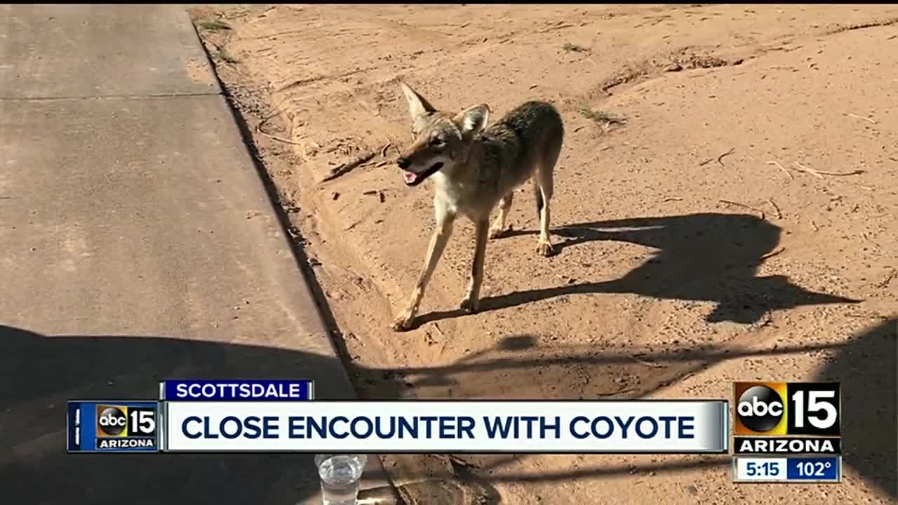 Close encounter with coyote caught on video at golf course - YouTube