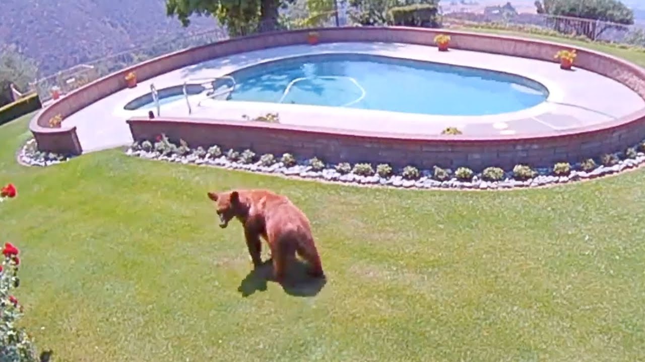 Bear Takes a Dip In The Pool | RingTV - YouTube