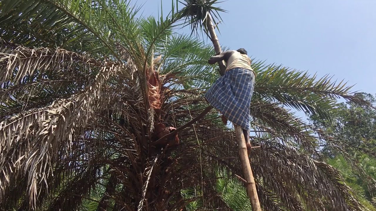 BASTAR JOURNEY || NATURAL JUICE || CHHIND TREE JUICE || NATURAL DRINK ...