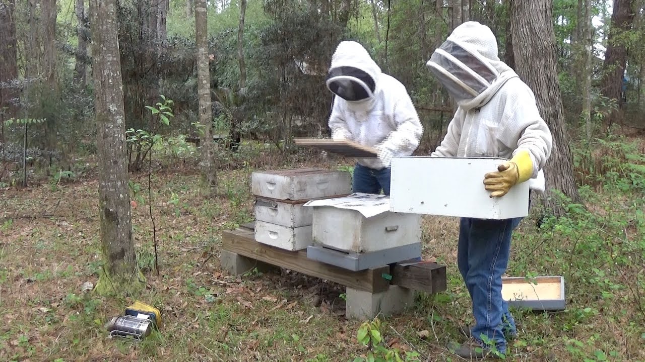 Doing a vertical split on a bee hive - YouTube