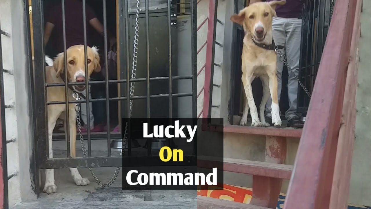Lucky On Command, Desi Dog As Guard Dog, Stray Dog As Guard Dog ,Best ...