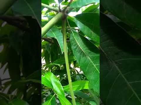 A Rare Insect Found in Mango Trees | #shorts - YouTube