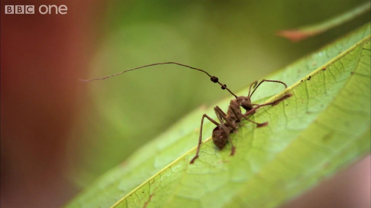 Lost Land of The Volcano Preview Episode 1 - Fungus Infected Ants - BBC ...