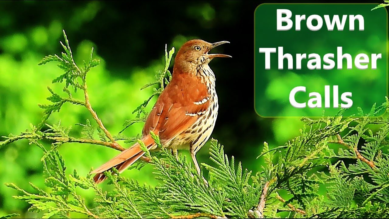 Female Thrasher Bird