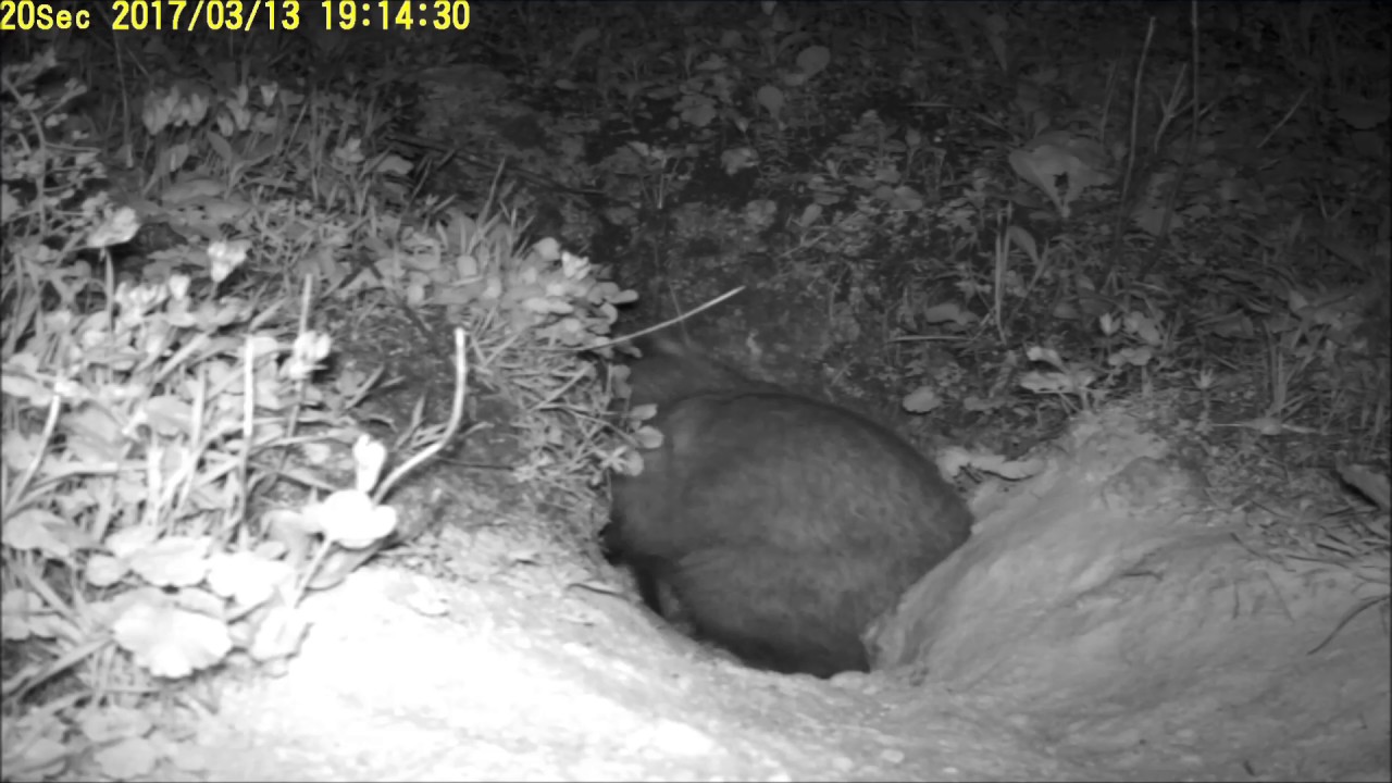 Badgers Mating & Playing - YouTube