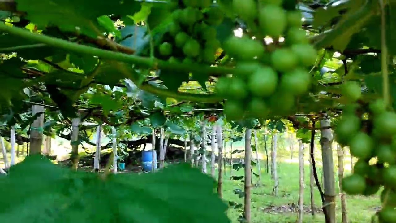 Our Grape Fruits will be aborted/wasted (Sayang Lang mga Bunga Ng Ubas Namin @Mores Farms ...