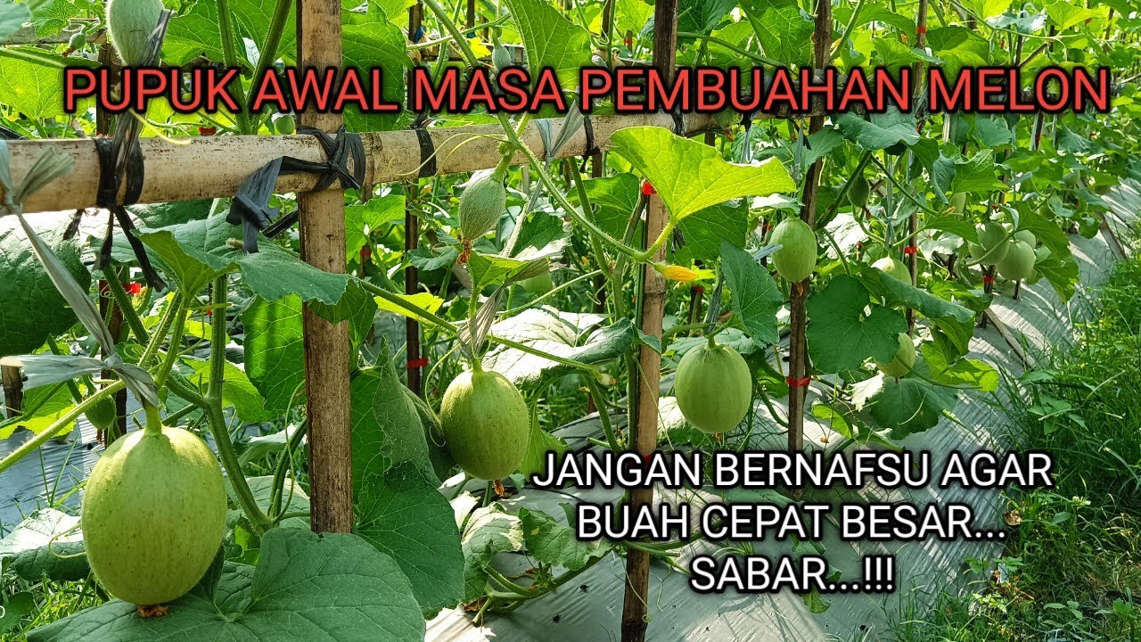 PUPUK MELON SAAT MASA AWAL PEMBUAHAN #merlin #action - YouTube