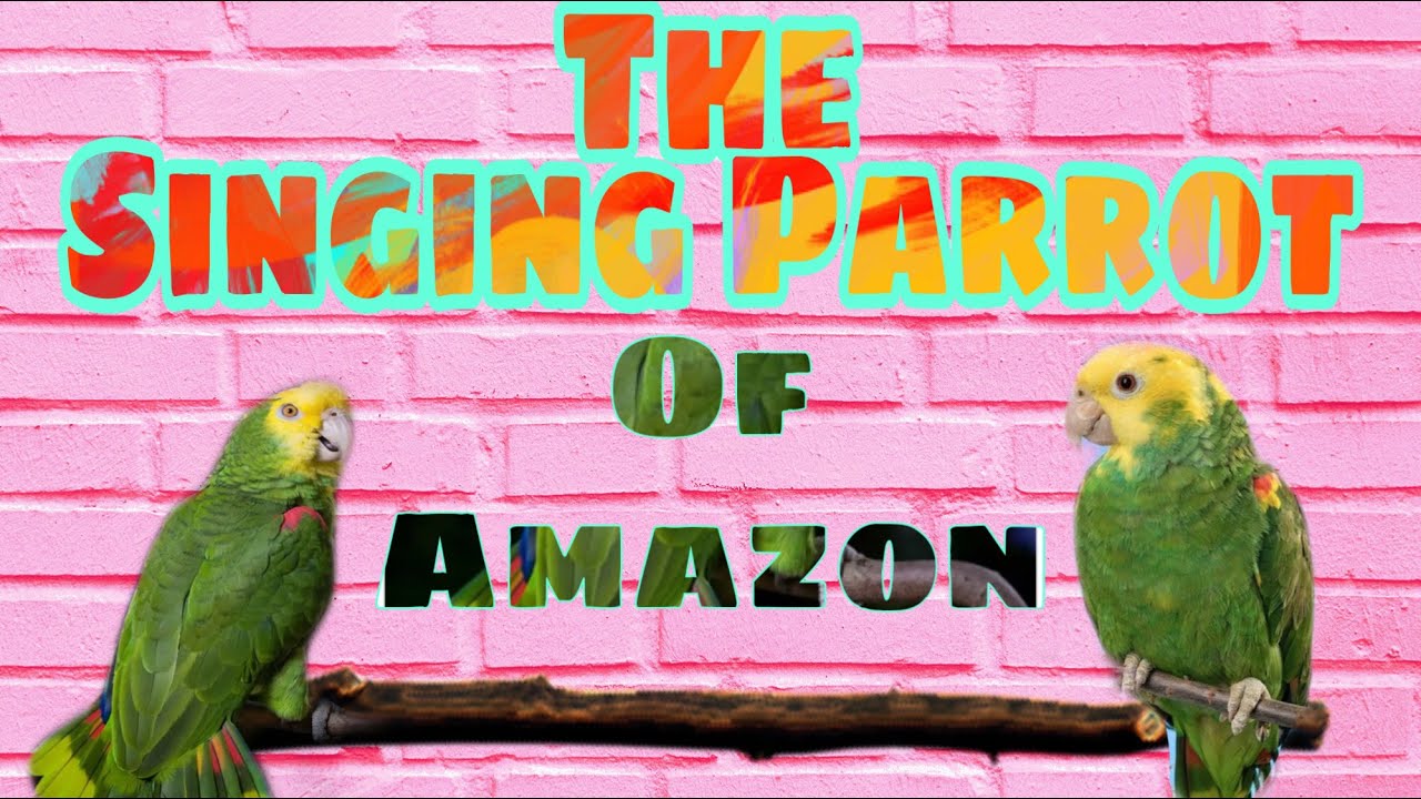 Double Yellow-Headed Amazon Parrot that can sing | Bird Park Singapore ...