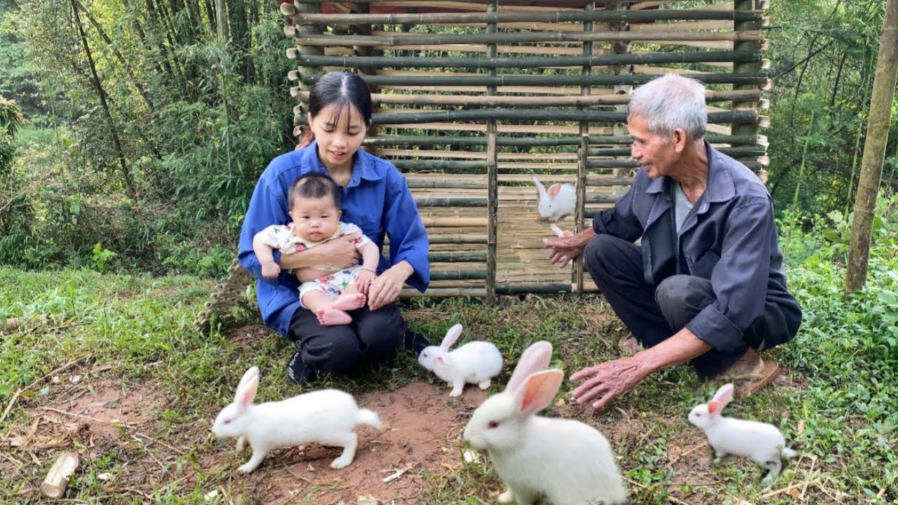 Single mother: secret to saving rabbits, how to make rabbit cages from ...