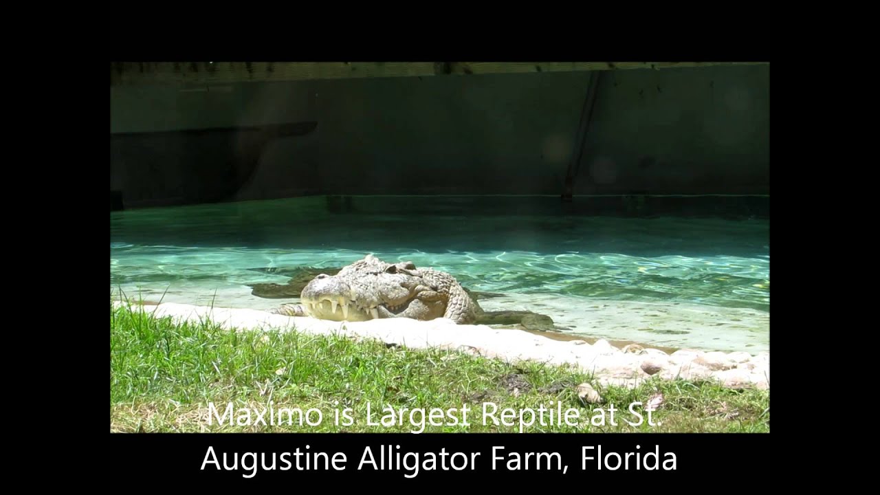 Maximo is Largest Reptile at St Augustine Alligator Farm, Florida - YouTube
