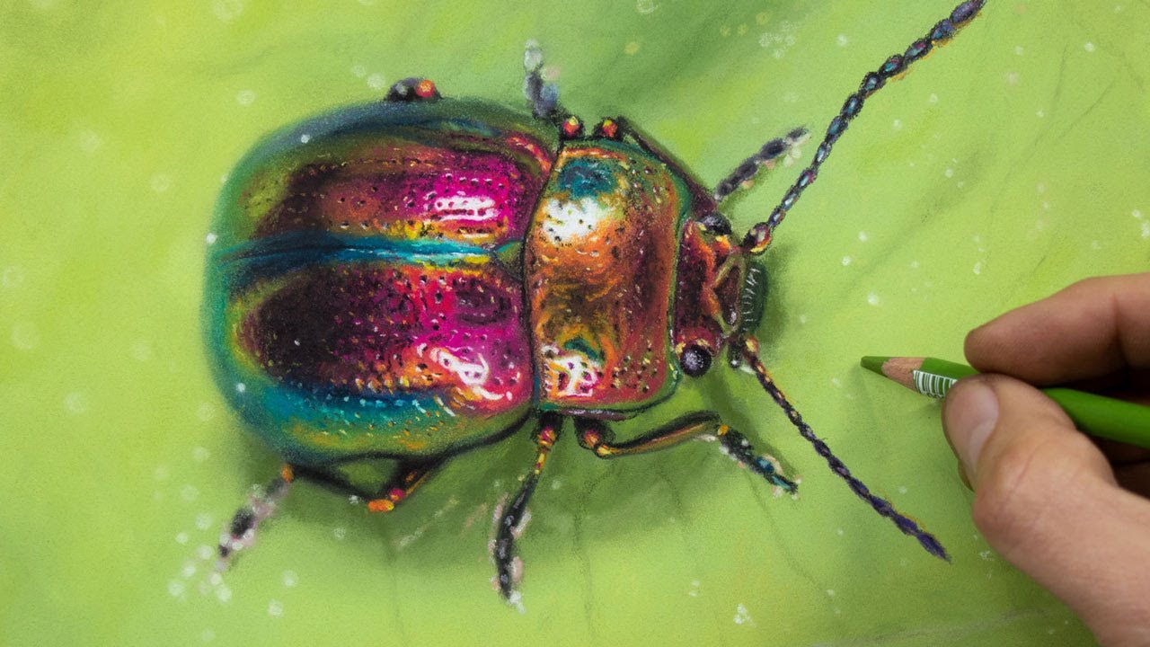 Pastel Pencil Drawing - Beetle overview - Jason Morgan - YouTube