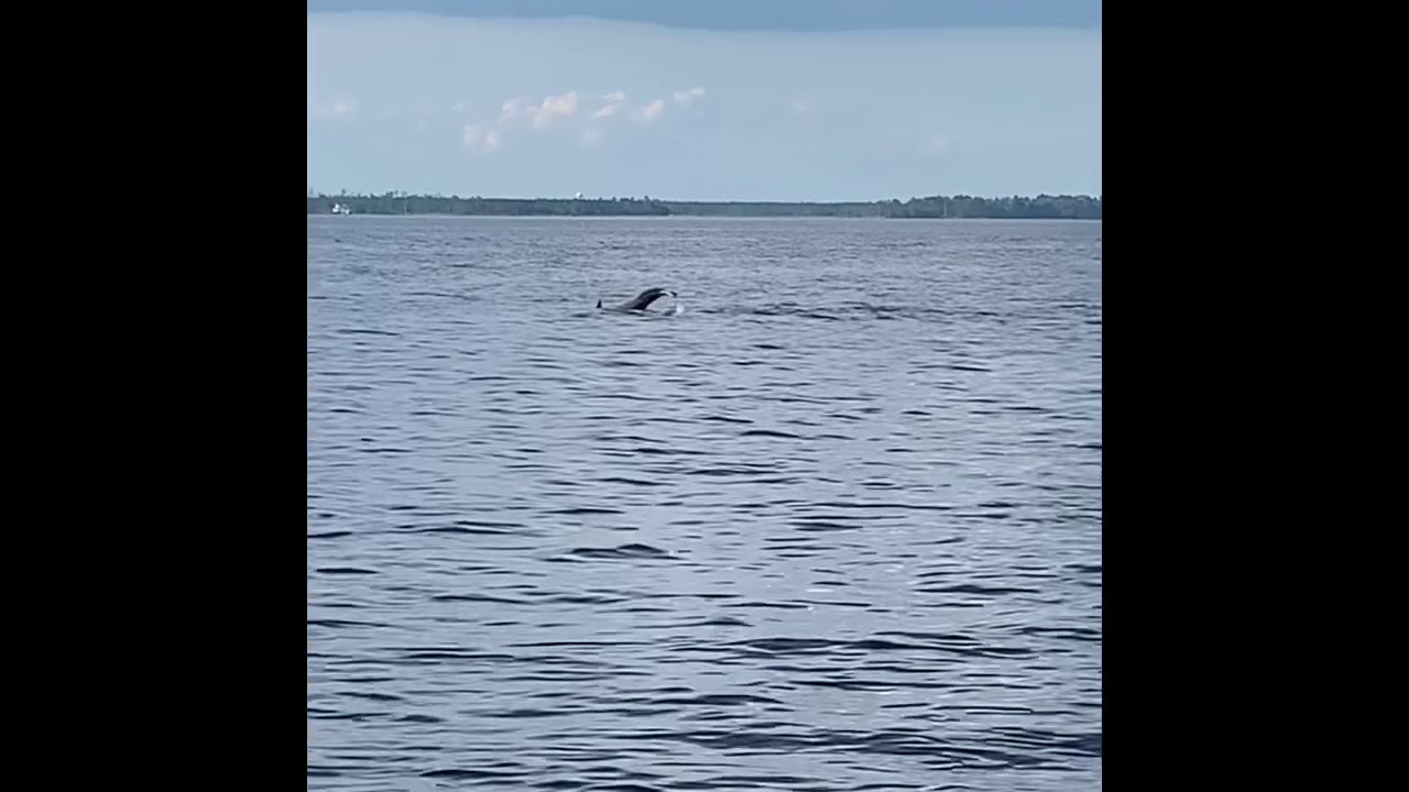 Dolphins on the Pungo River - YouTube