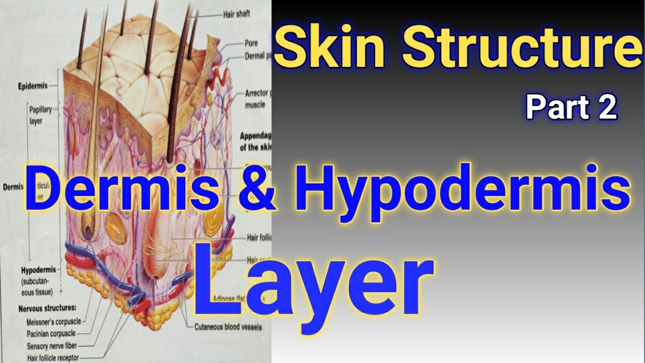 Hypodermis Layer