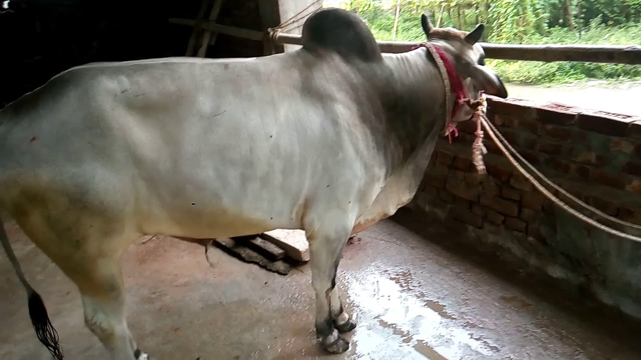 shar goru।।ষাড় গরু।Our cow 2017। পাগলা ষাড়। আমাদের গরু ২০১৭ - YouTube