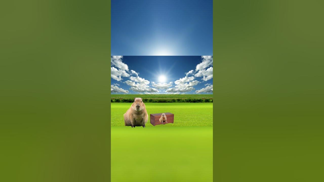 Мини анимация капибара бокс Capybara капибара Youtube