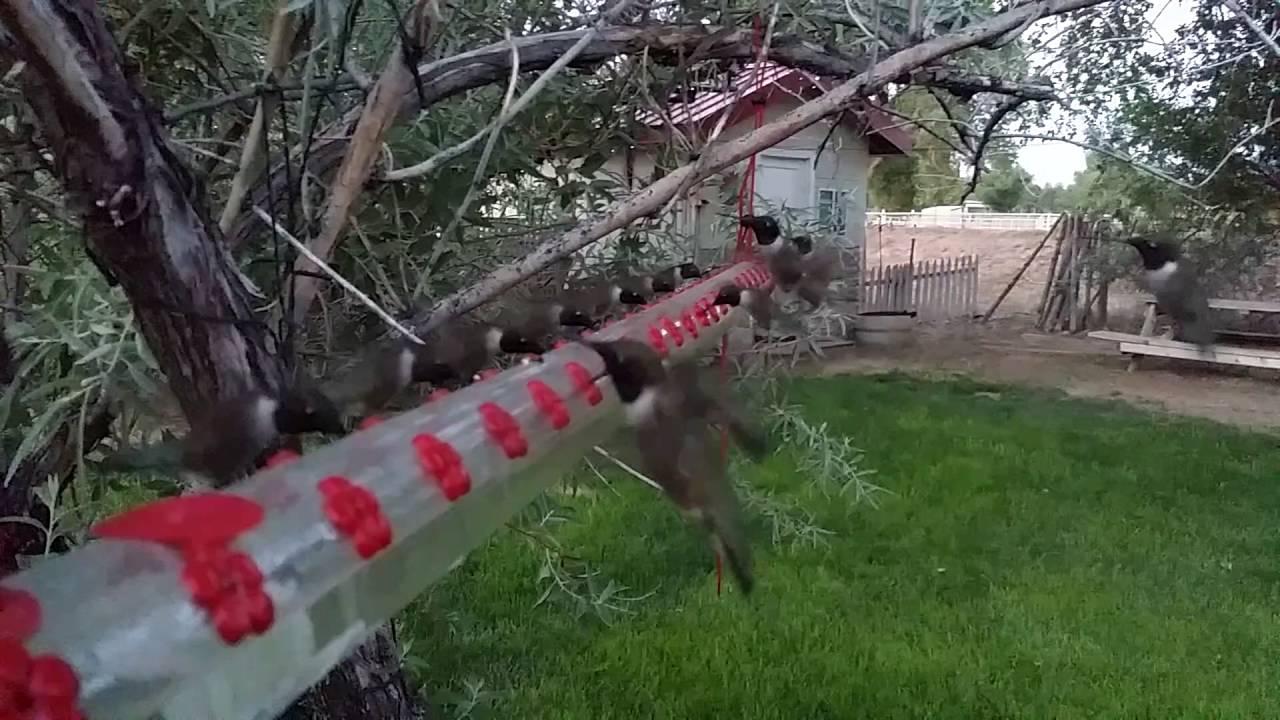 Hummingbirds in Bosque Farms - YouTube