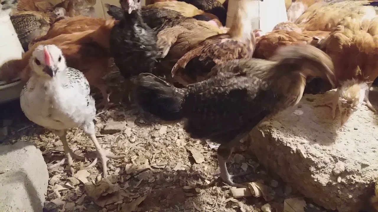 Golden Misri Day 35/ Small Scale setup at home/desi murgi/small poultry ...