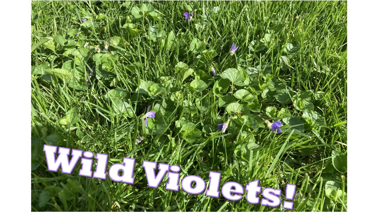 Wild Violets - YouTube