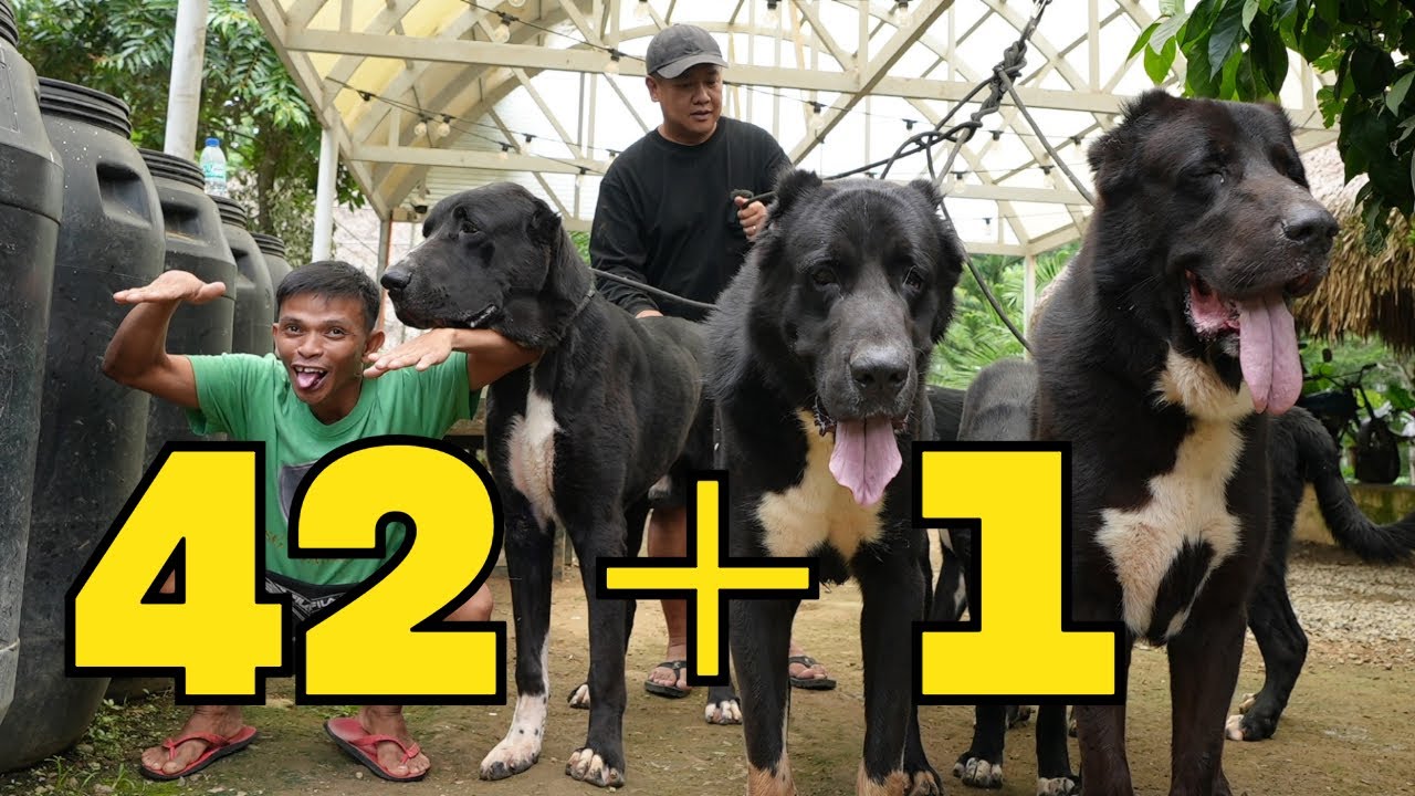 42 + 1 | SUPERO DOGS' Physical Attributes - YouTube