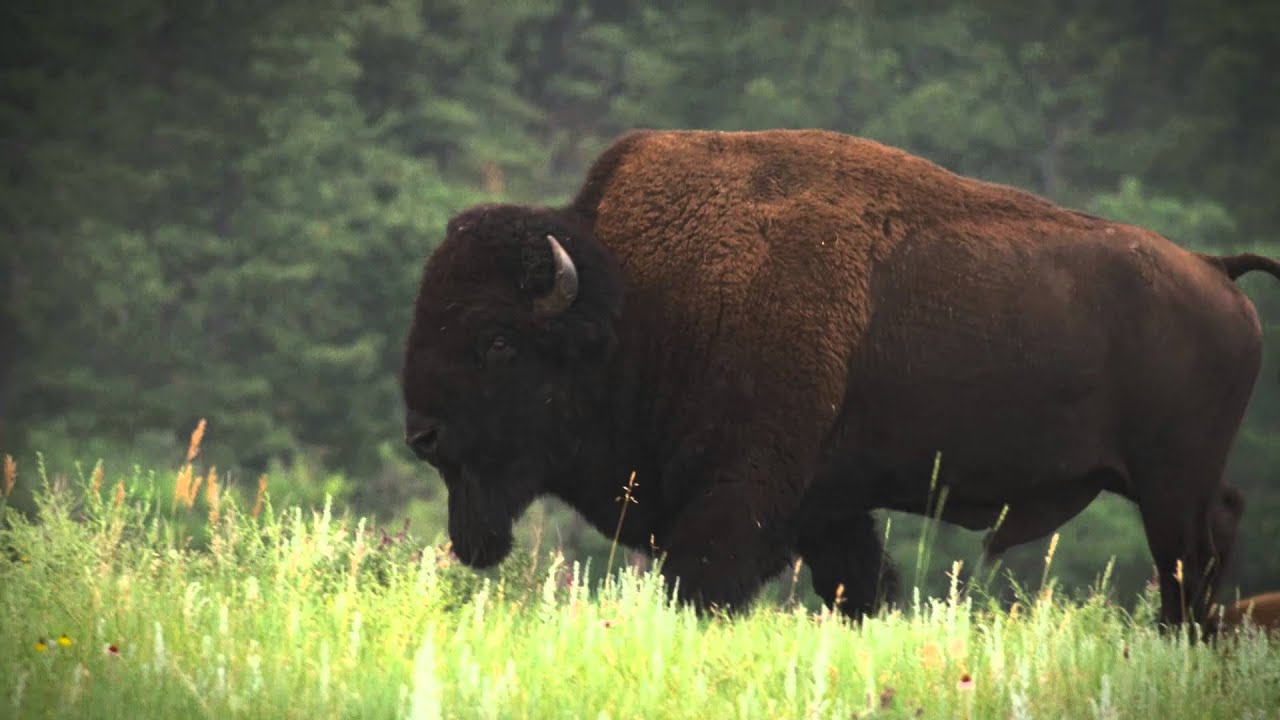 Custer State Park Wildlife - YouTube
