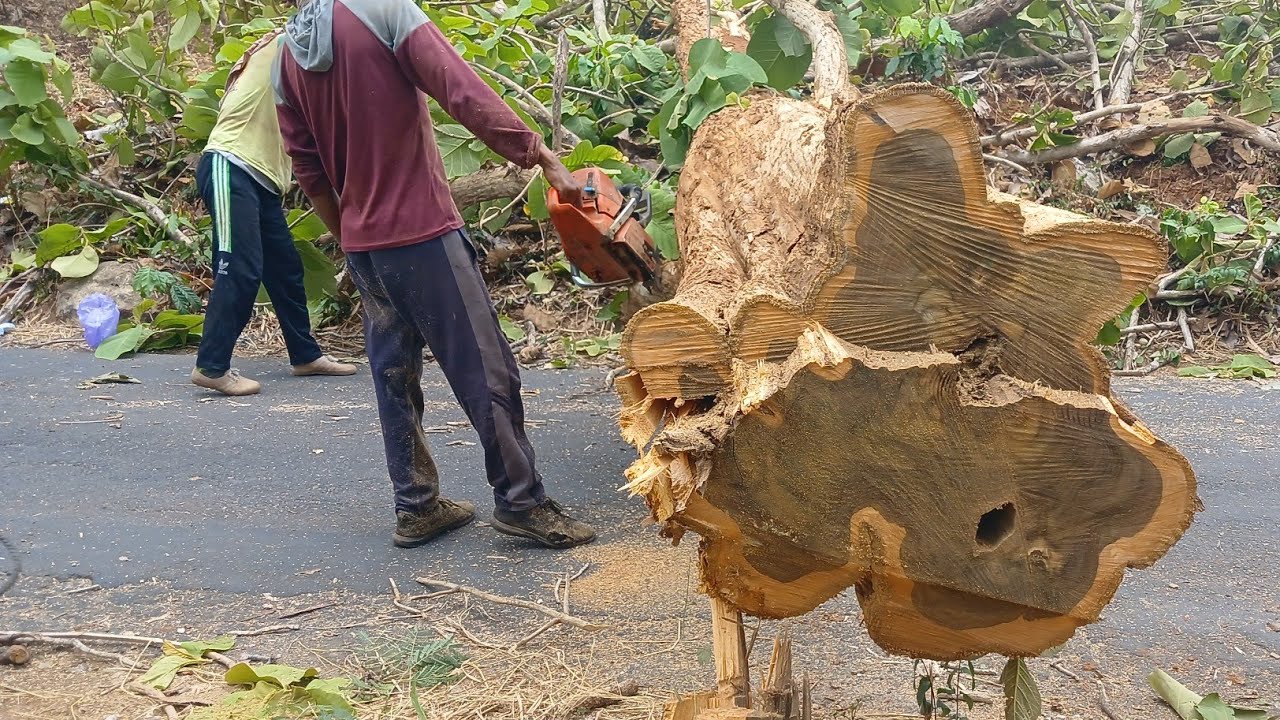 The saw was caught when cutting jumbo teak wood and collapsed on the ...