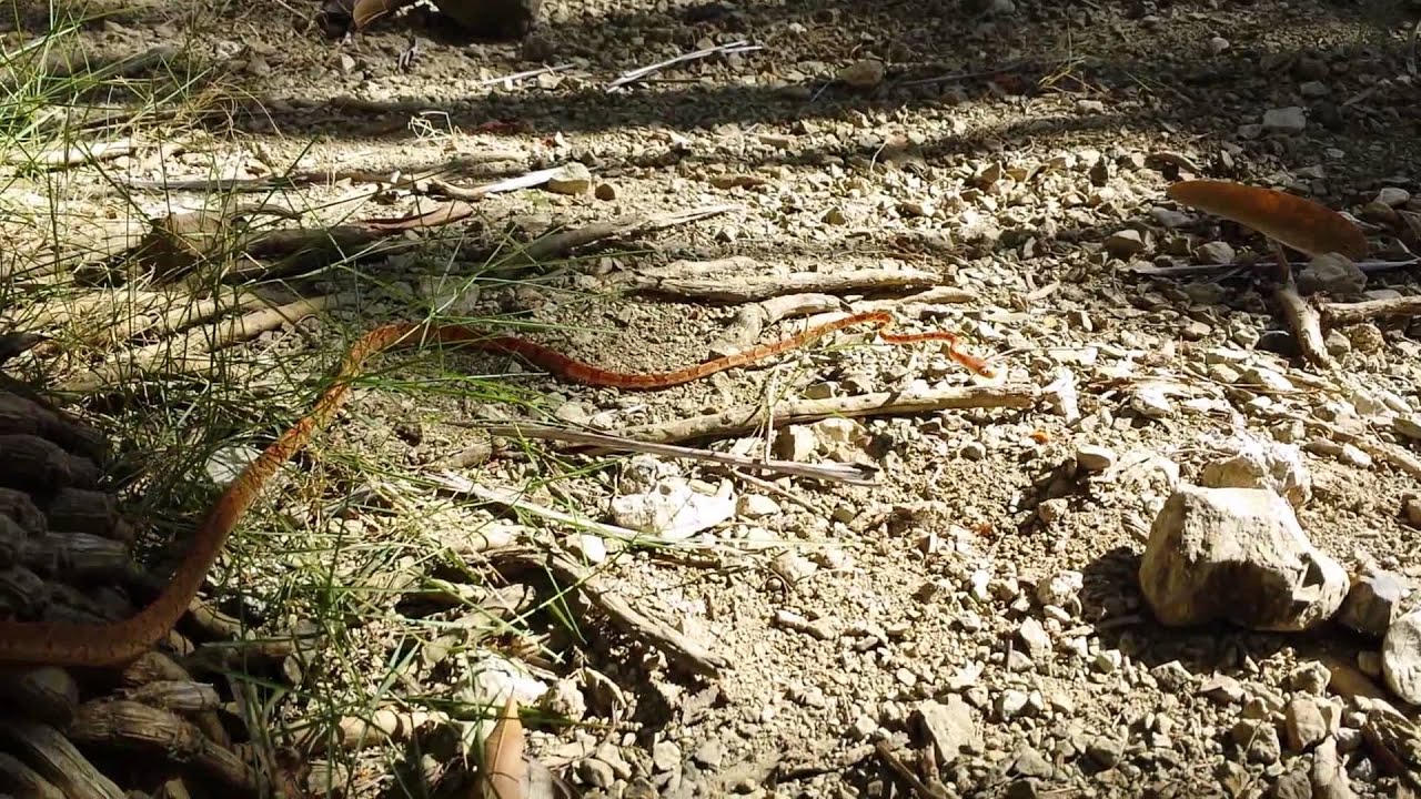 Blunt-head tree snake - YouTube