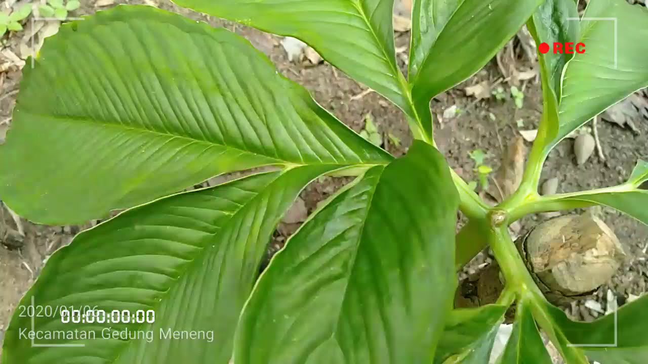 BULBIL KATAK PORANG. - YouTube