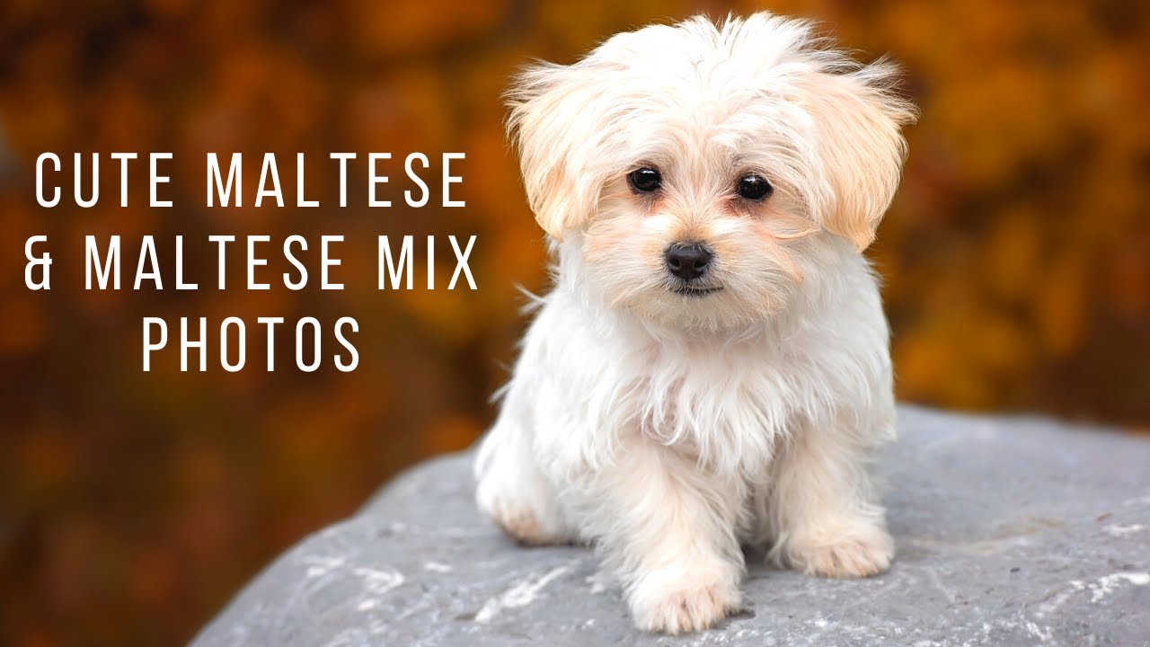 Cute Maltese and Maltese Mix Photos- Small Dog Breeds - Maltese Dog ...