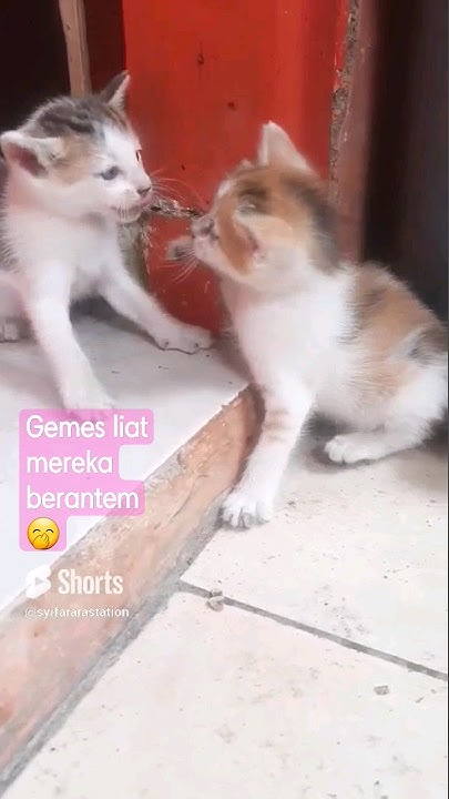 CUTE, ANAK KUCING LUCU LAGI BERANTEM 😁 - YouTube