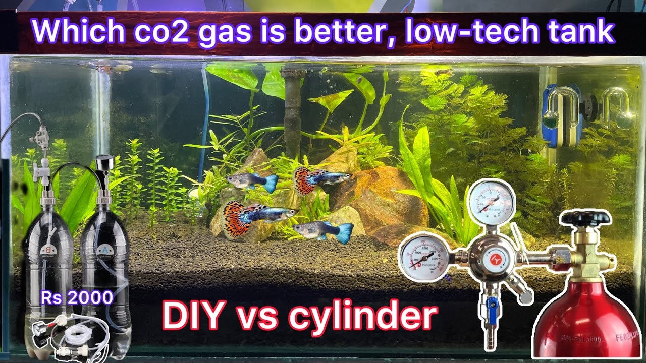 DIY Co2 Generator kit from Amazon review || diy vs cylinder || lowtech ...